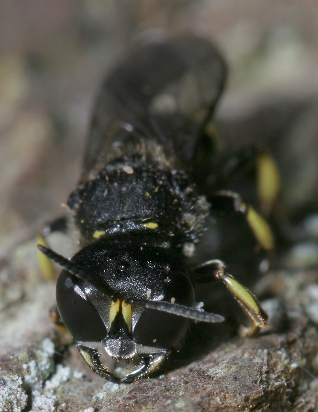 Ectemnius continuus | BWARS